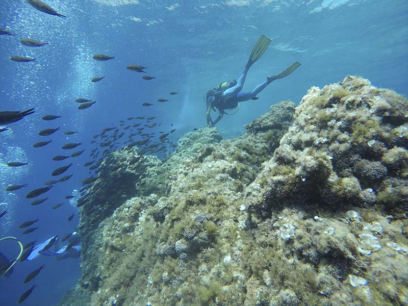 5 de las mejores inmersiones de buceo en Menorca - Merak Diving